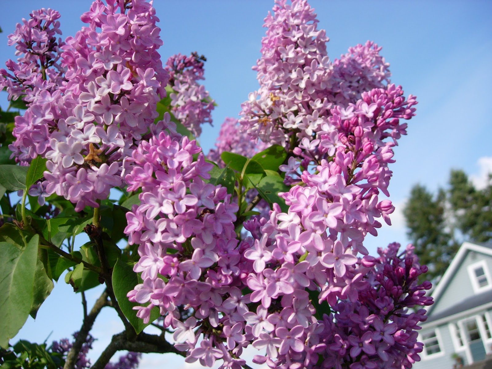 For the love of lilacs....