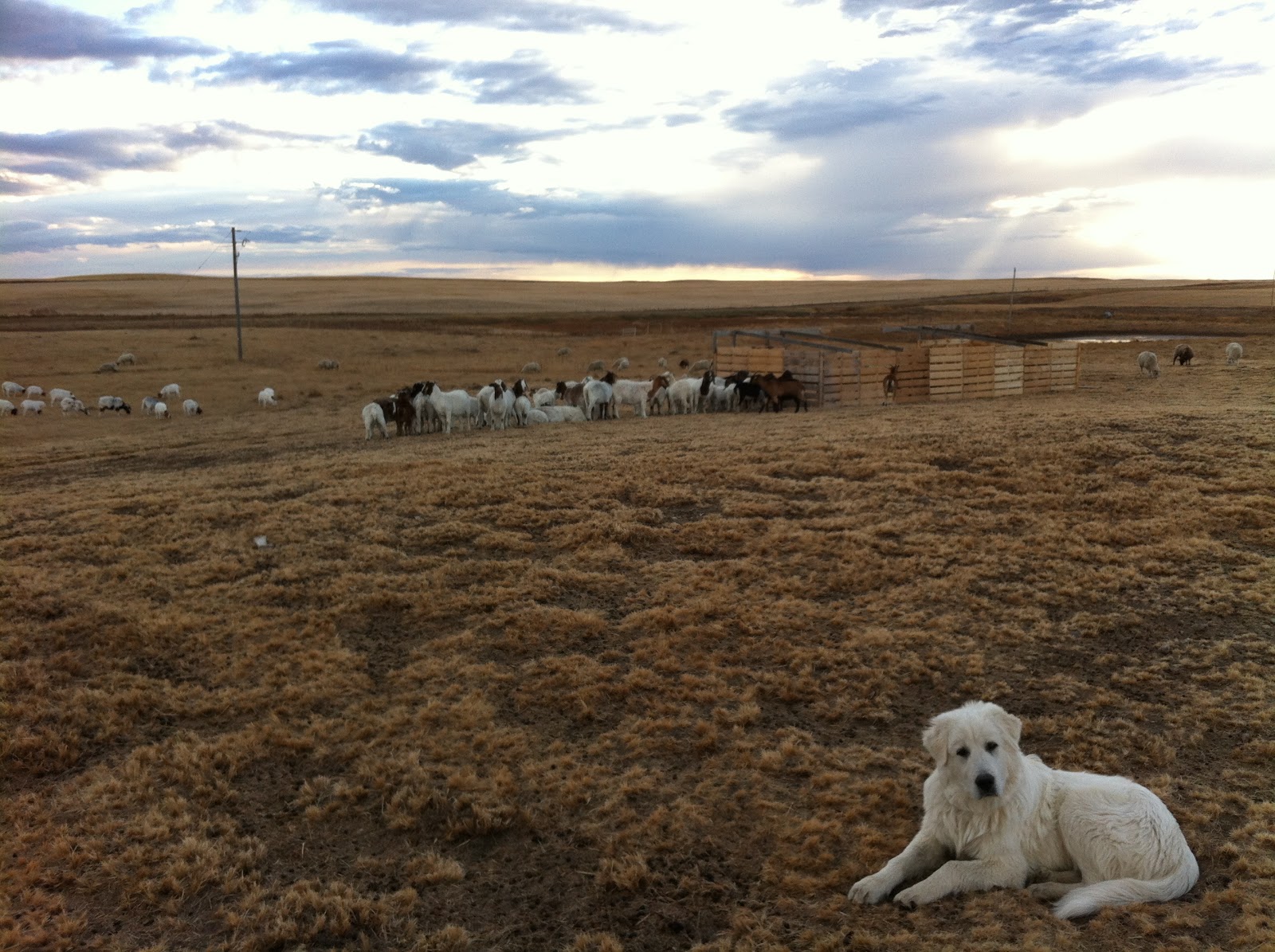 Pilgrim Farms: Fall work