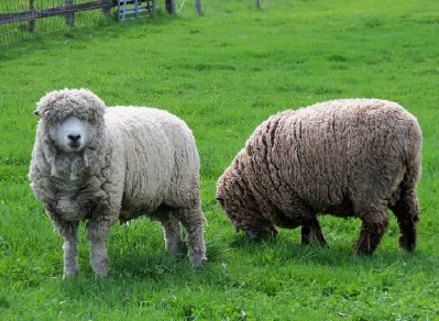 Serenity Farms...raising Corriedale sheep and wool in the middle of the ...
