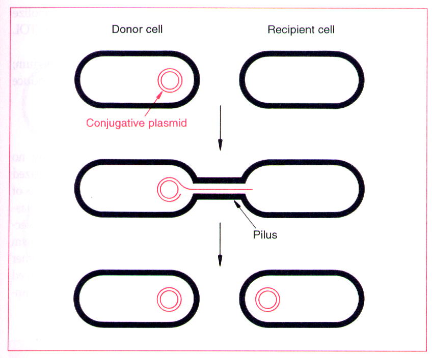Microbiologia a origem da vida: GENÉTICA BACTERIANA
