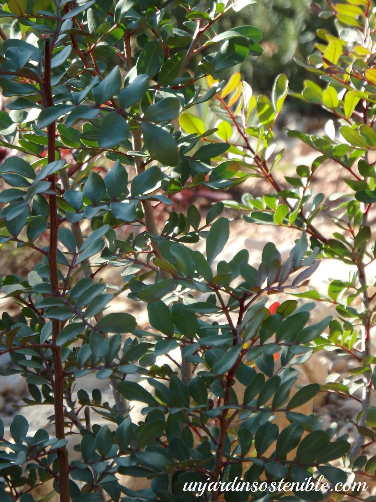 Pistacia lentiscus (Lentisco)