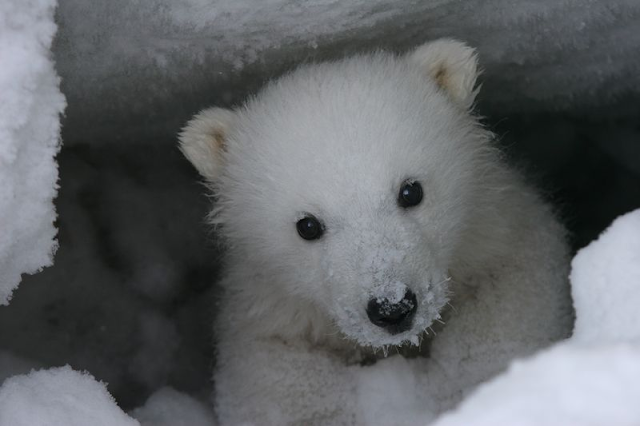 Wandering Brook: Polar Bear Cubs Emerge From Winter Hibernation..( Hi ...