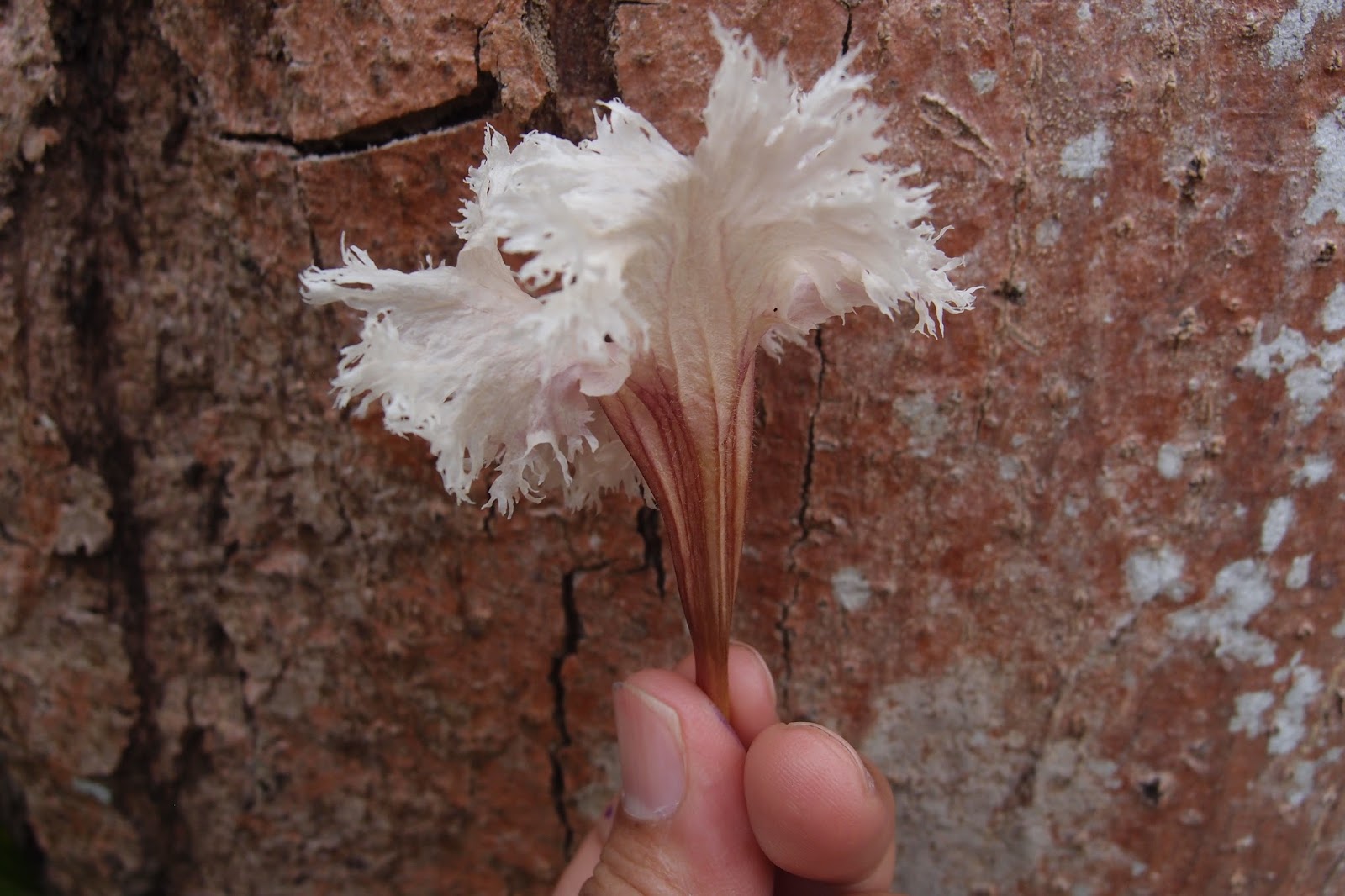 TALAM PULUT BUNGA CHICHA (CICA)