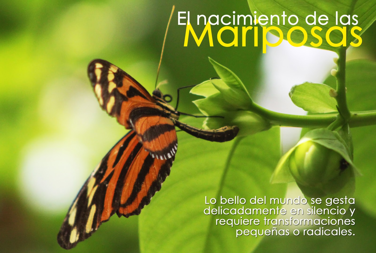 (DOCX) El Nacimiento de Las Mariposas - DOKUMEN.TIPS