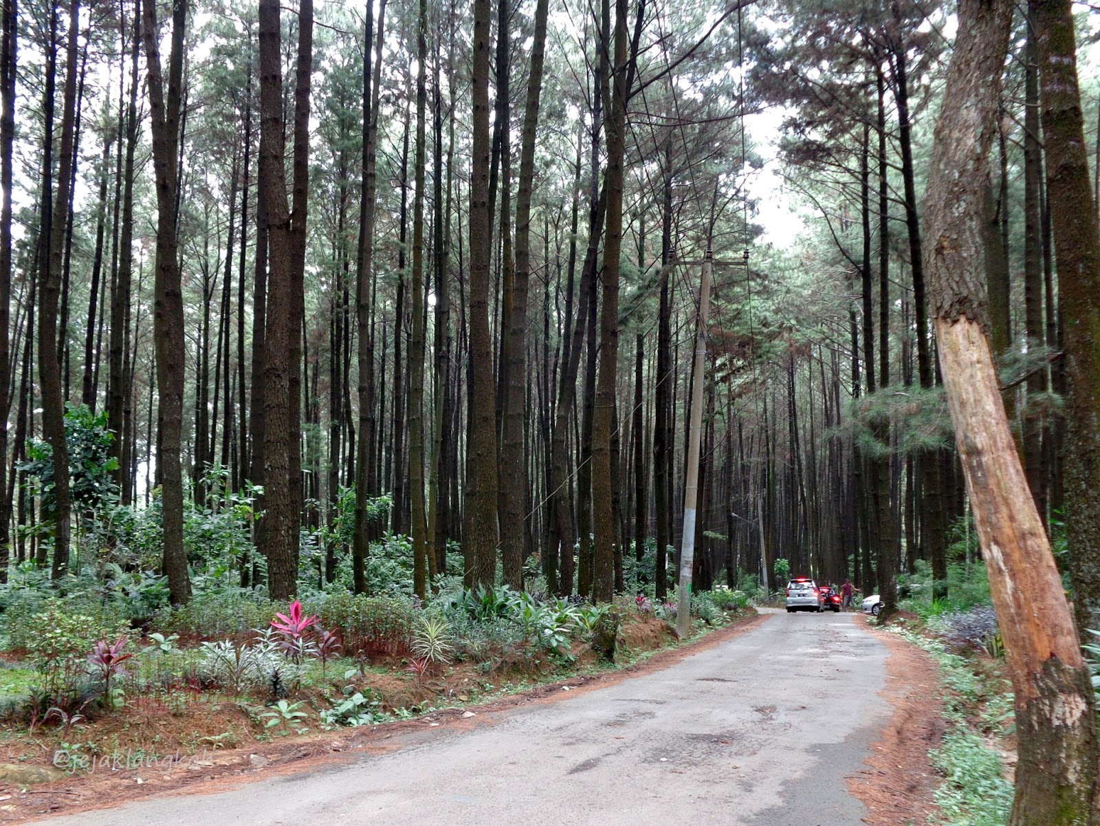 hutan pinus 'gunung' pancar | BludStory