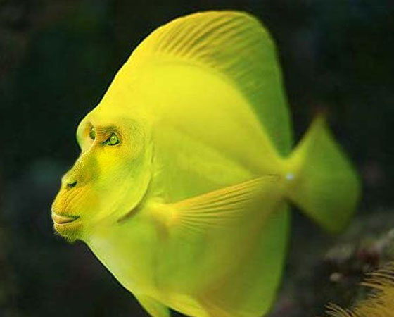 Apefish: Apes and Fishes!