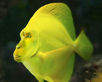 Apefish: Apes and Fishes!