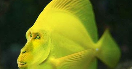 Apefish: Apes and Fishes!