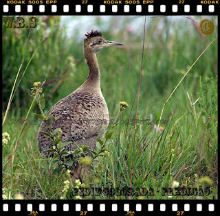 Pointer Inglês Perdizes do Norte: Sobre Codornas e Perdizes
