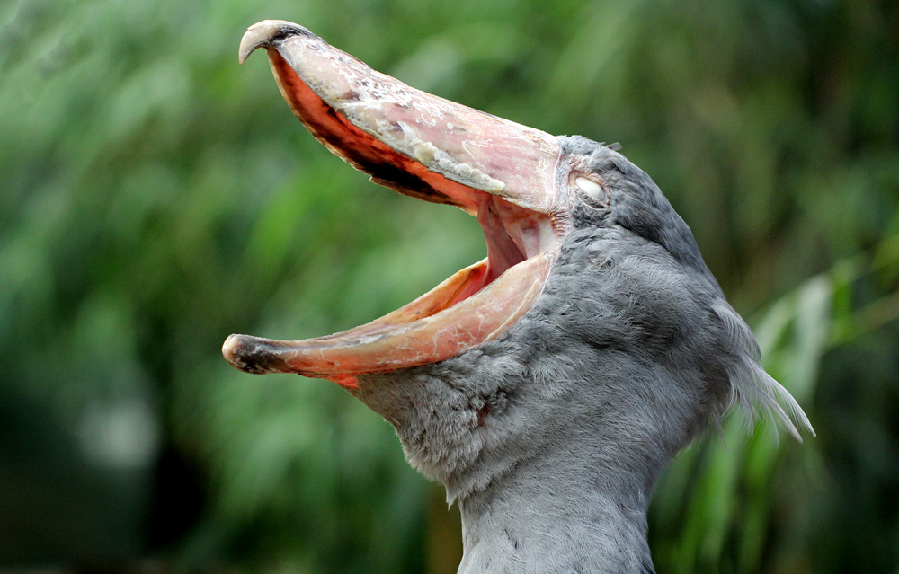 Kriptozoológia - Az állatvilág rejtélyes oldala: Makalala - Afrika ...