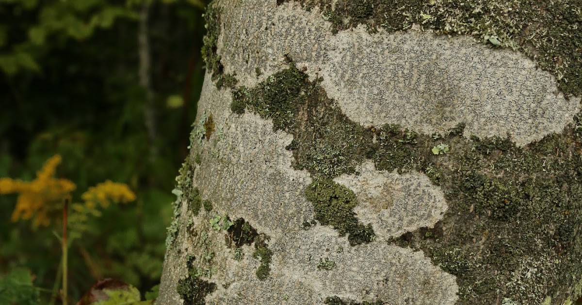 Nomadic Newfies: Cave Point Part 2 - The Lichens