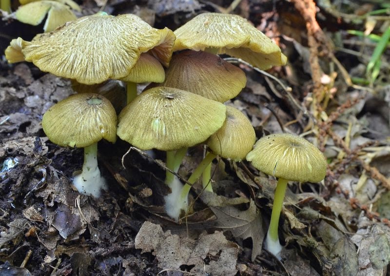 I Funghi dei Castelli Romani: Entoloma incanum