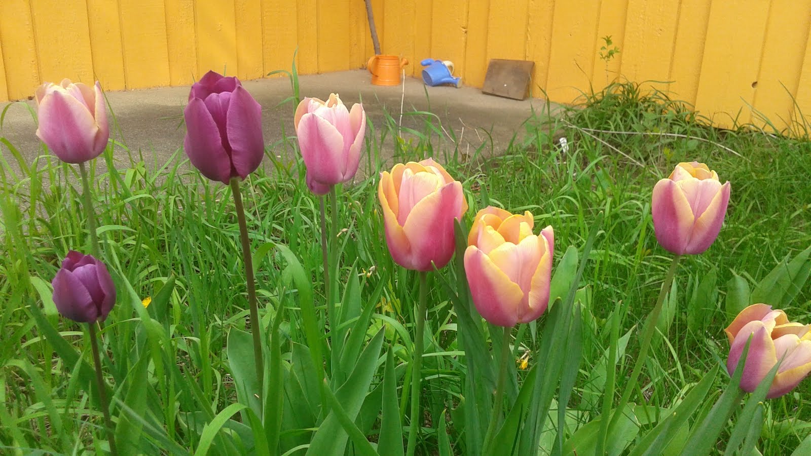 Websterquilt: Tulip Inspiration