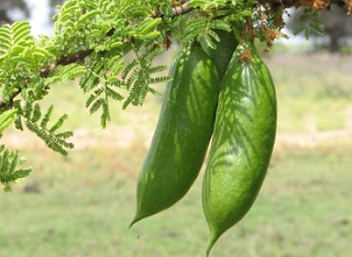 elarbolmiamigo-encinarosa: Acacia caven / Aromo criollo / Espinillo ...