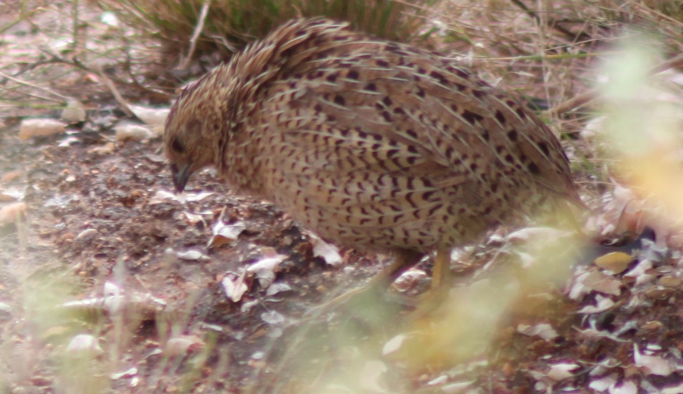 Richard Waring's Birds of Australia: Brown Quail