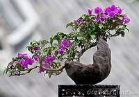 Bonsai Bougainvillea Tree - Care and Instructions