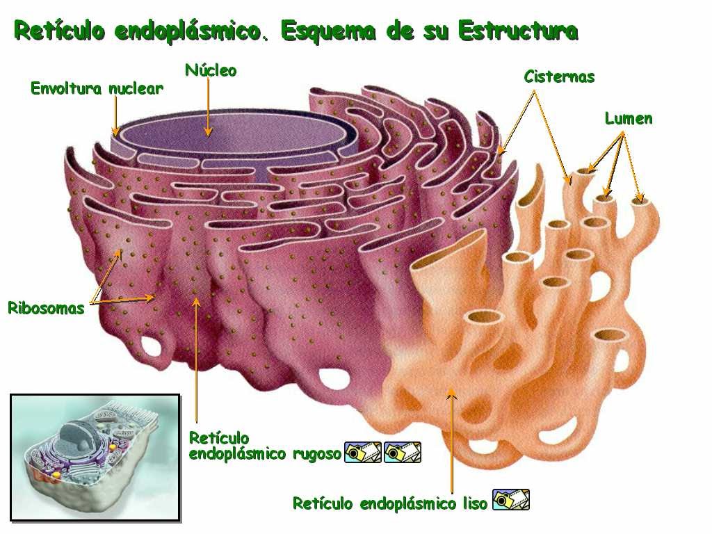 Biologia Vegetal: CÉLULA VEGETAL