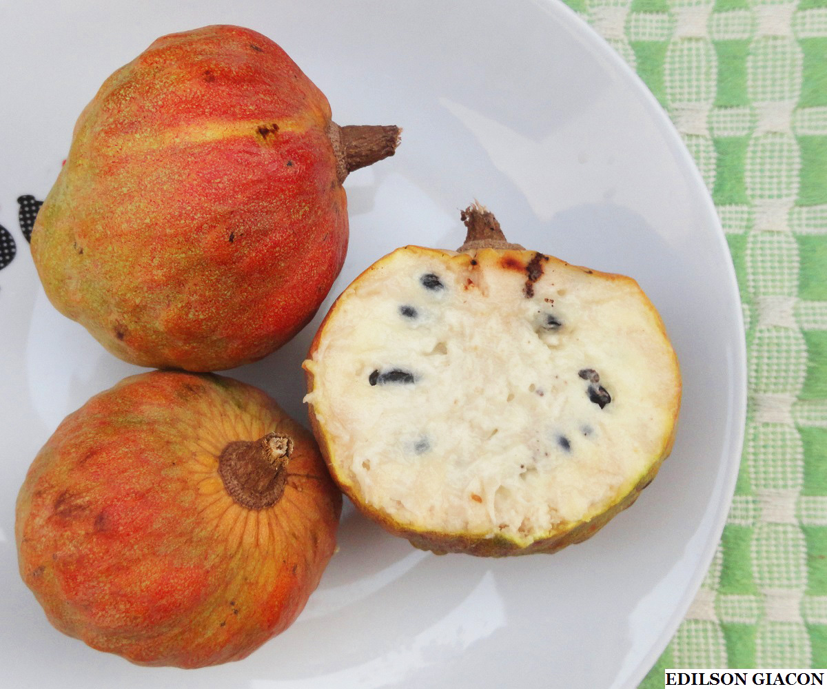 Viveiro Ciprest - Plantas Nativas e Exóticas: Anona Lisa ou Condessa ...