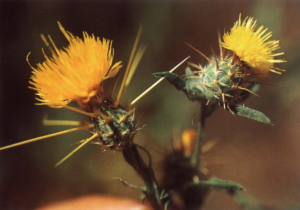 Si totusi povestile...: Faceti-va bine (272)