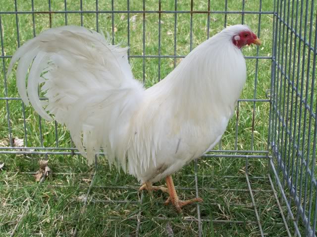 Breed Savers: Standard Old English Game Fowl
