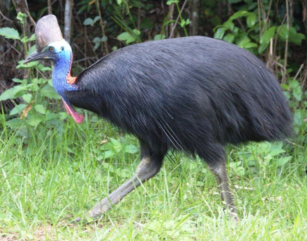 AVEEK- Blogs: Cassowary