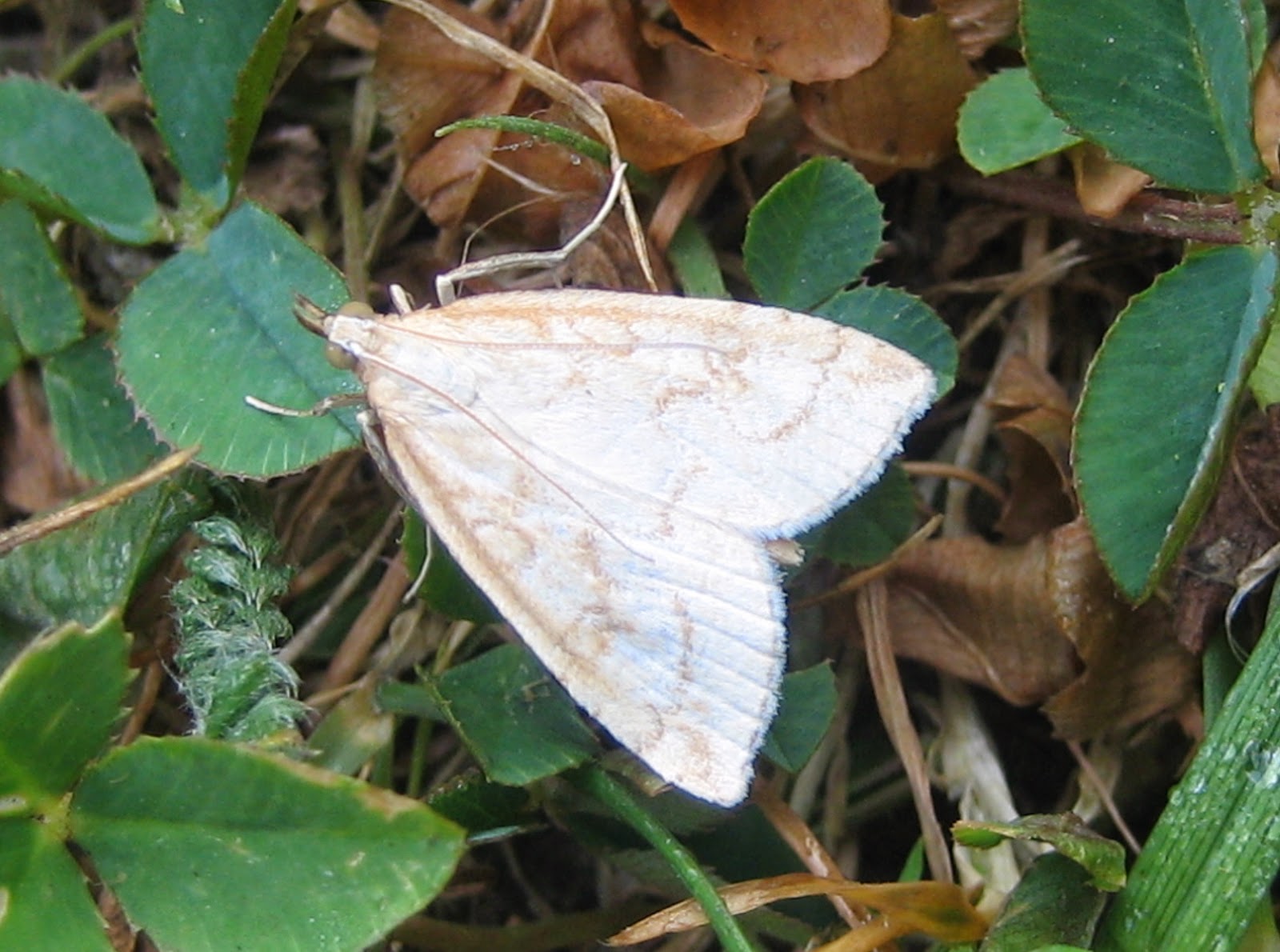Martin's Moths: White rabbits. Well, moths anyway