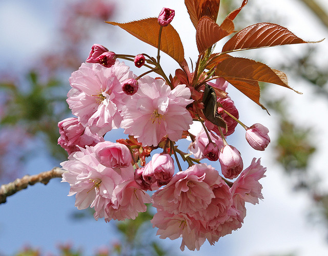 Alam Mengembang Jadi Guru: 12 Pohon Bunga yang Indah
