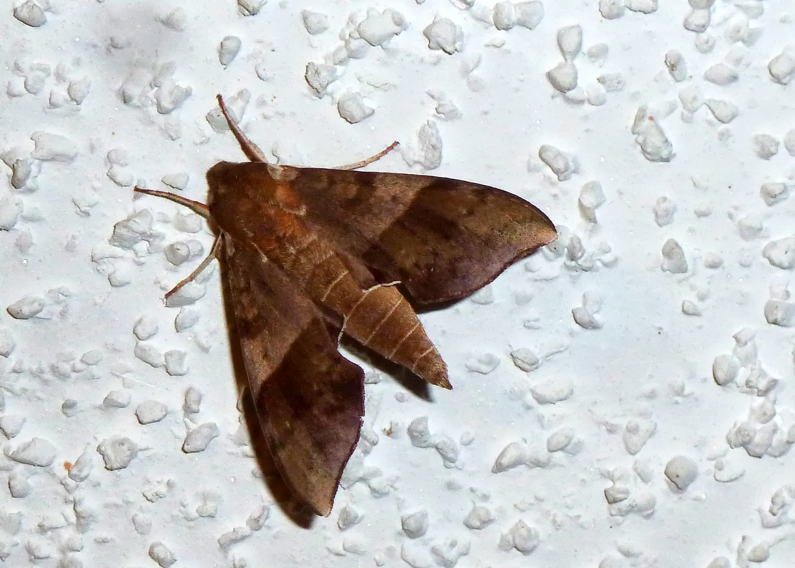 Texas Nature Notes.: Azalea Sphinx Moth, Utley, Texas, June 20, 2013