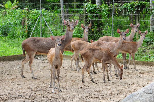 Daging Rusa Untuk Dijual: Khasiat Daging Rusa
