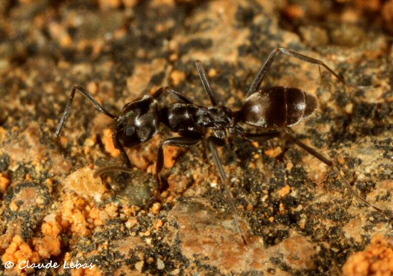 fourmis de Cuba- Hormigas de Cuba- Ants of Cuba: Dorymyrmex insanus