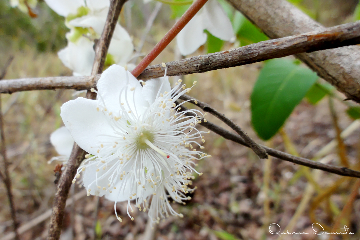 Flor do Cerrado | Fotos do Cerrado...