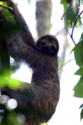 You Can Build It - Sloth from South American Rainforest