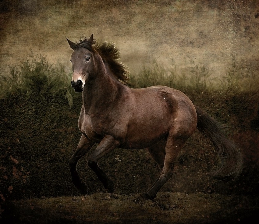 IMAGENES DE CABALLOS: IMAGEN CABALLO TOSTADO