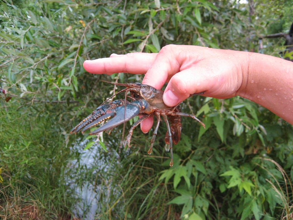 CRAWDADDY SPECIALIST: CRAWDAD CATCHING ESSENTIALS 101