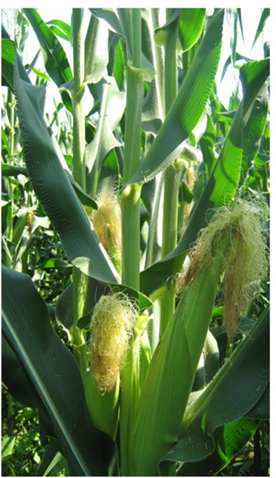 Imagenes de milpas - Imagui