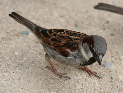 BO629HR: Australian Birds