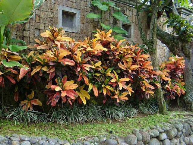 + Plantas: Codiaeum variegatum