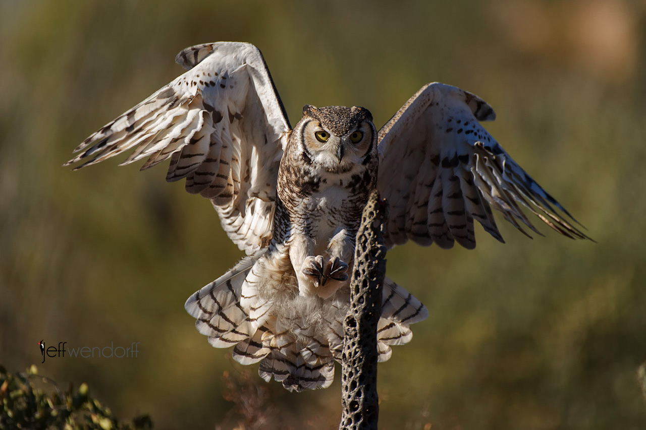 Bellas Aves de El Salvador: Bubo virginianus (buho real, americano ...