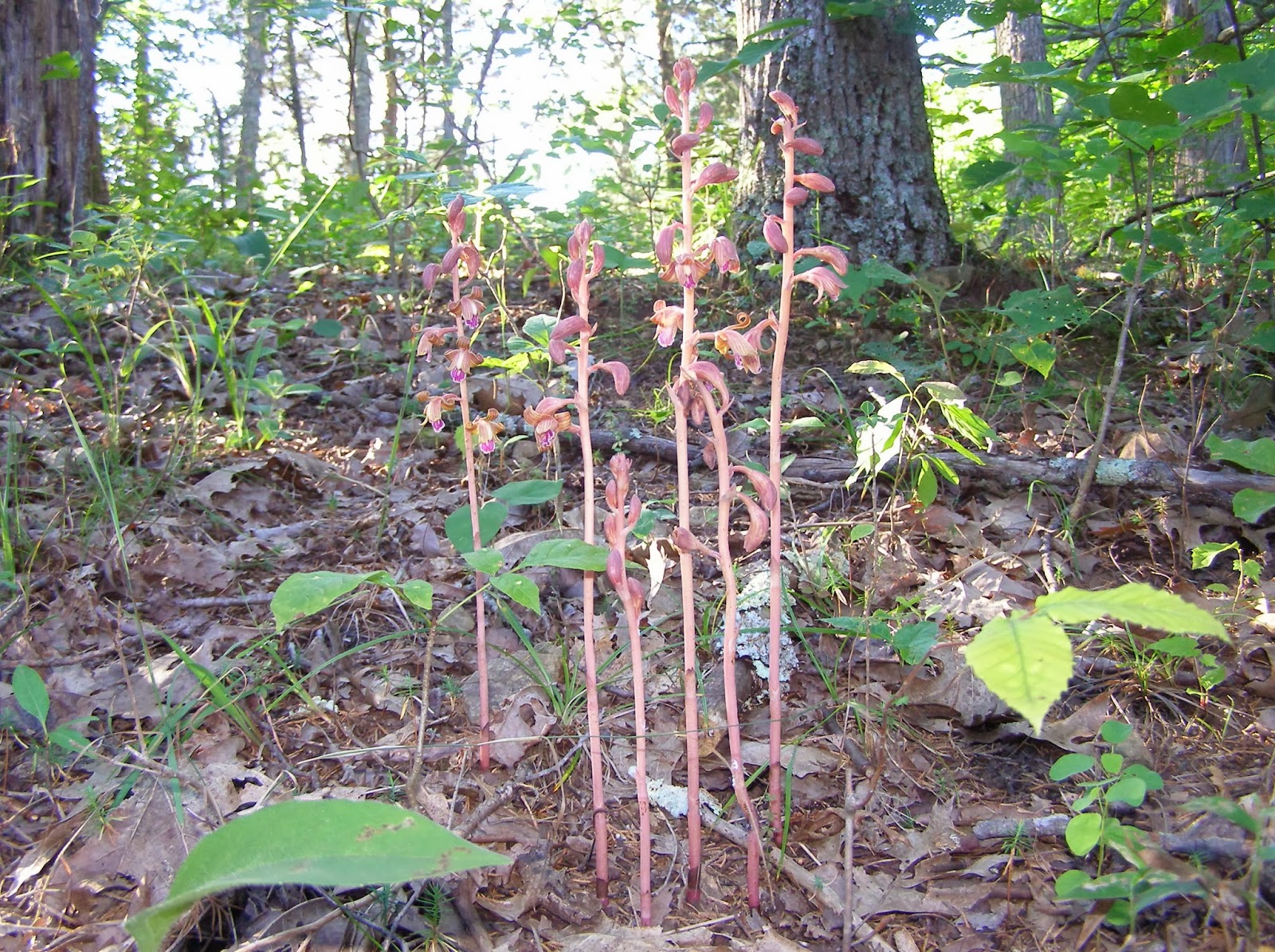 Blue Jay Barrens: Plants 2013 - Crested Coral-root