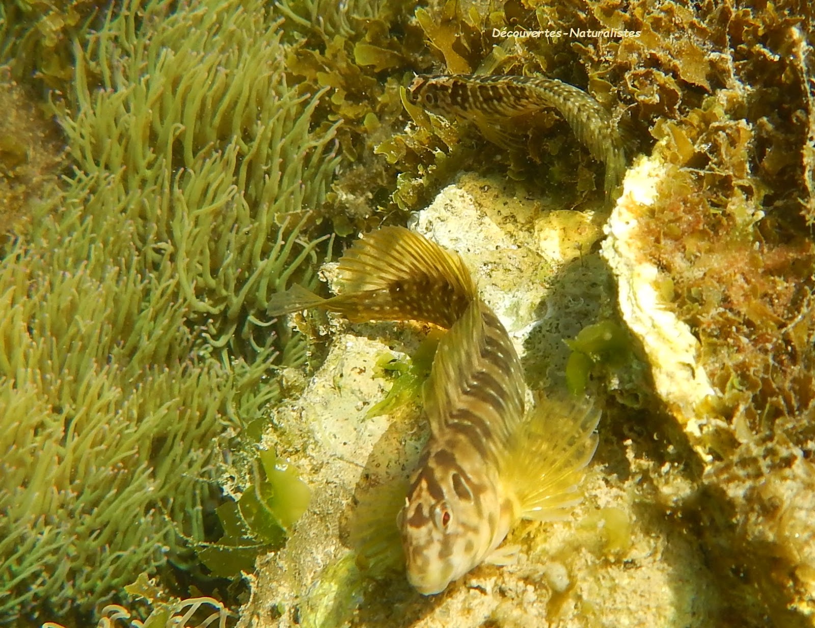 Découvertes Naturalistes: Faune du bord de mer