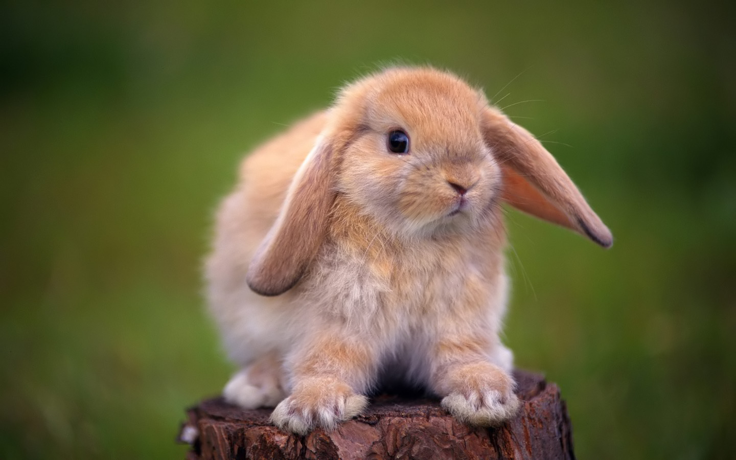 Deal with pets: Cute Rabbits Photos