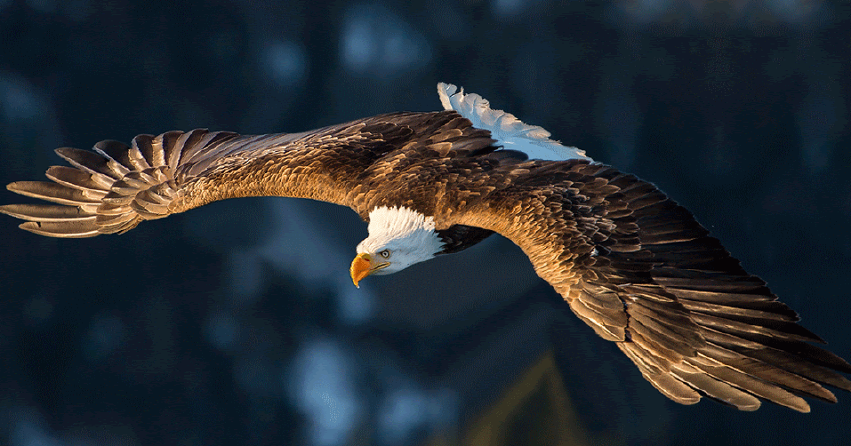 EKOGEO: JENIS - JENIS BURUNG ELANG DI INDONESIA