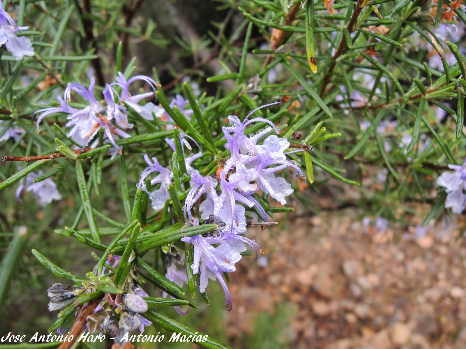 RioYeguas: El Romero en Flor... casi todo el año