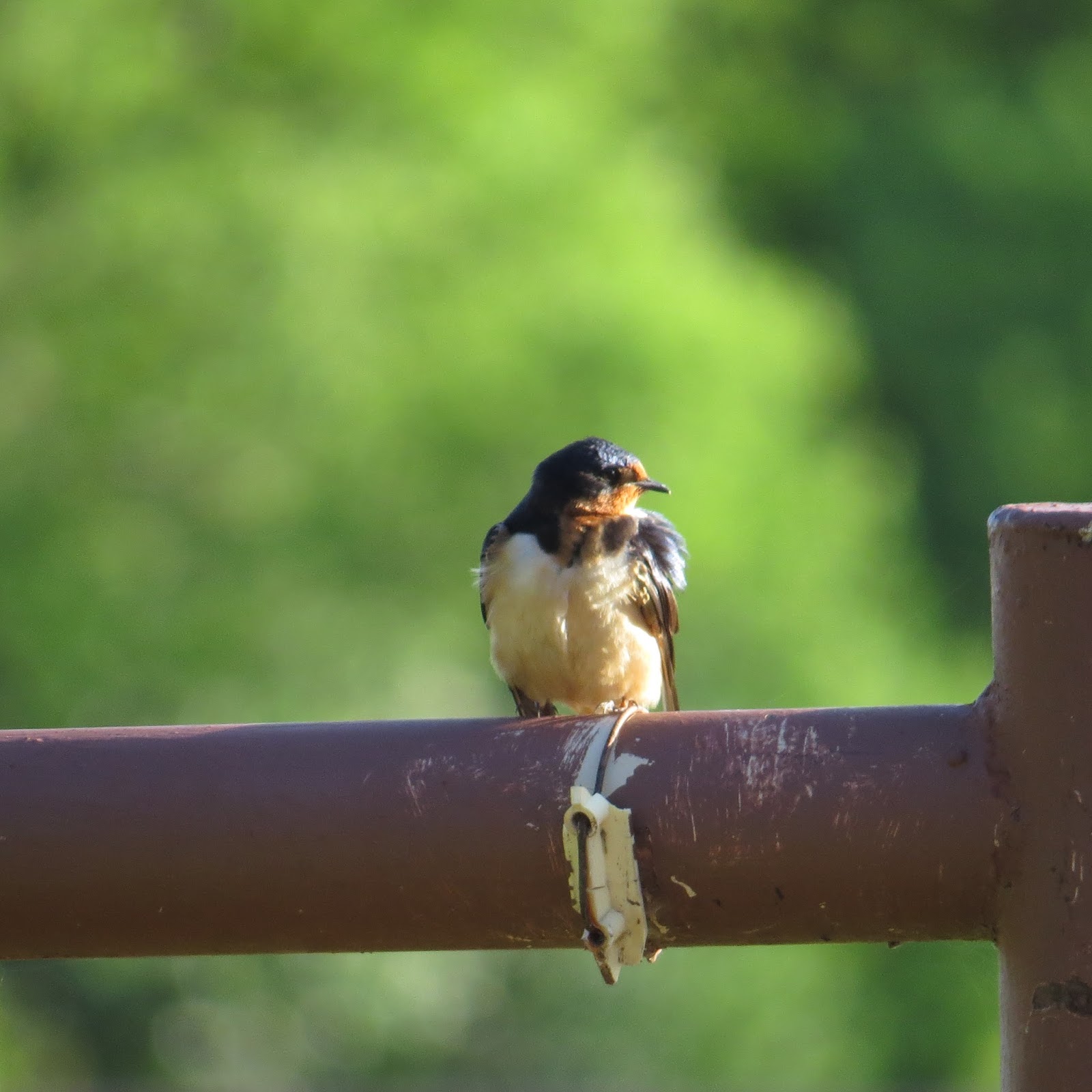 Navasota Ranch: Headed home back to Navasota Ranch, Prairie Hills, Texas