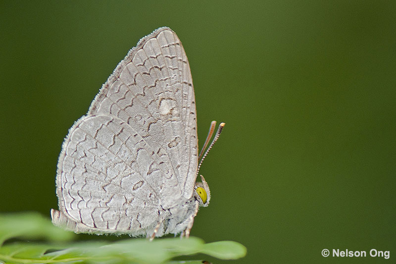 Butterflies of Singapore: Butterfly of the Month - October 2011