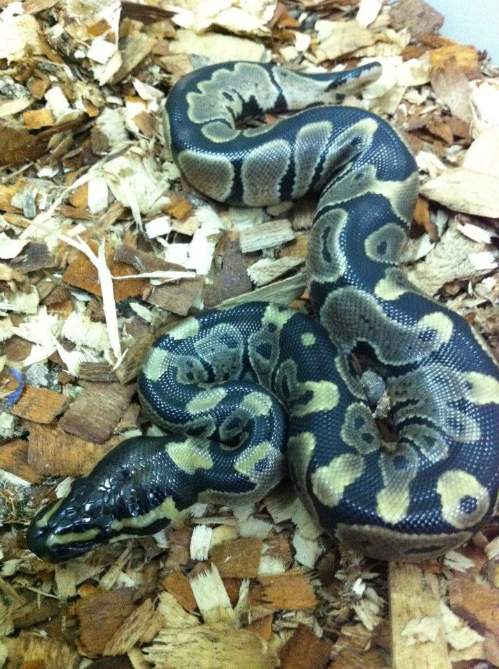 Mindanao Pet Masters: Selling Albino Ball Python