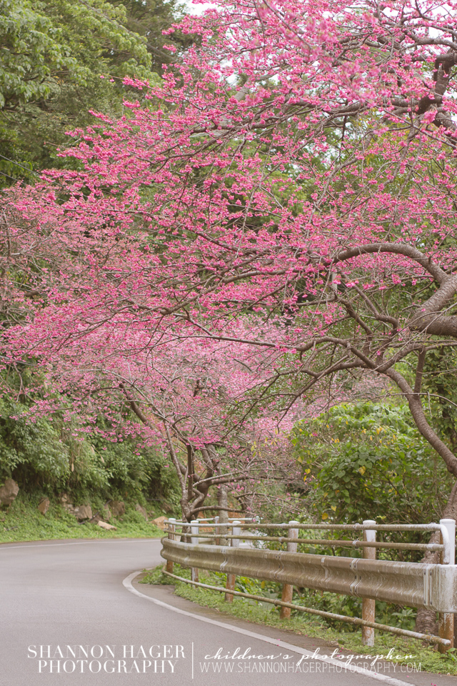Enjoying Life With 4 Kids: More Cherry Blossoms | Mt Yaedake, Okinawa