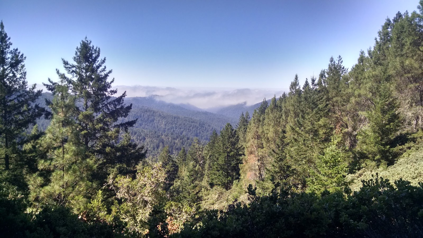 The Long Green Tunnel: W6/NC-537 Mt McAbee