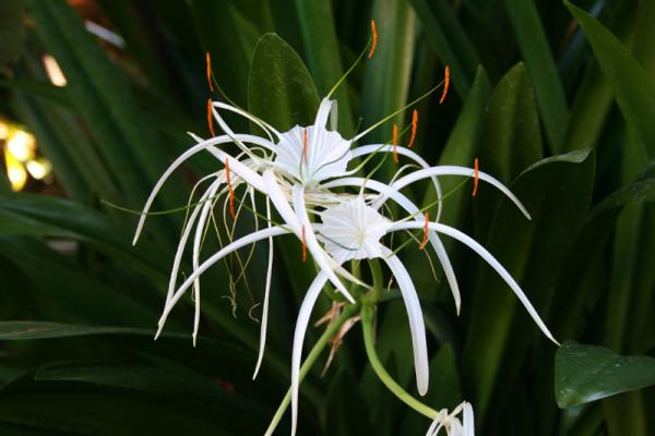 Penting Bunga Crinum