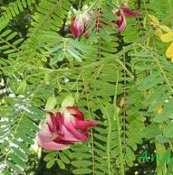 Natural food and good health: Agase soppina Tambuli(Sesbania grandiflora)